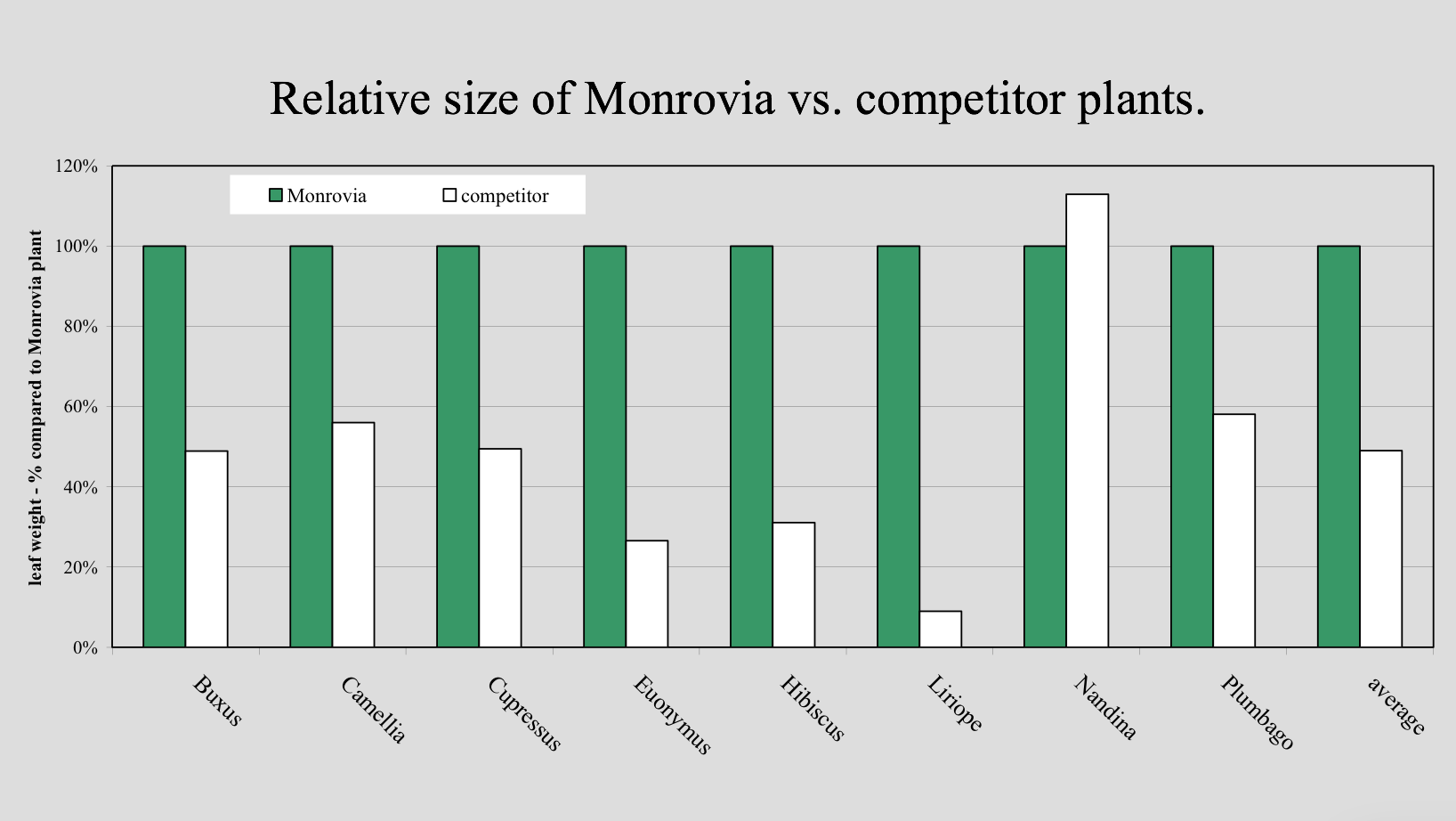 How soon should I re-pot or transplant my Monrovia plant?