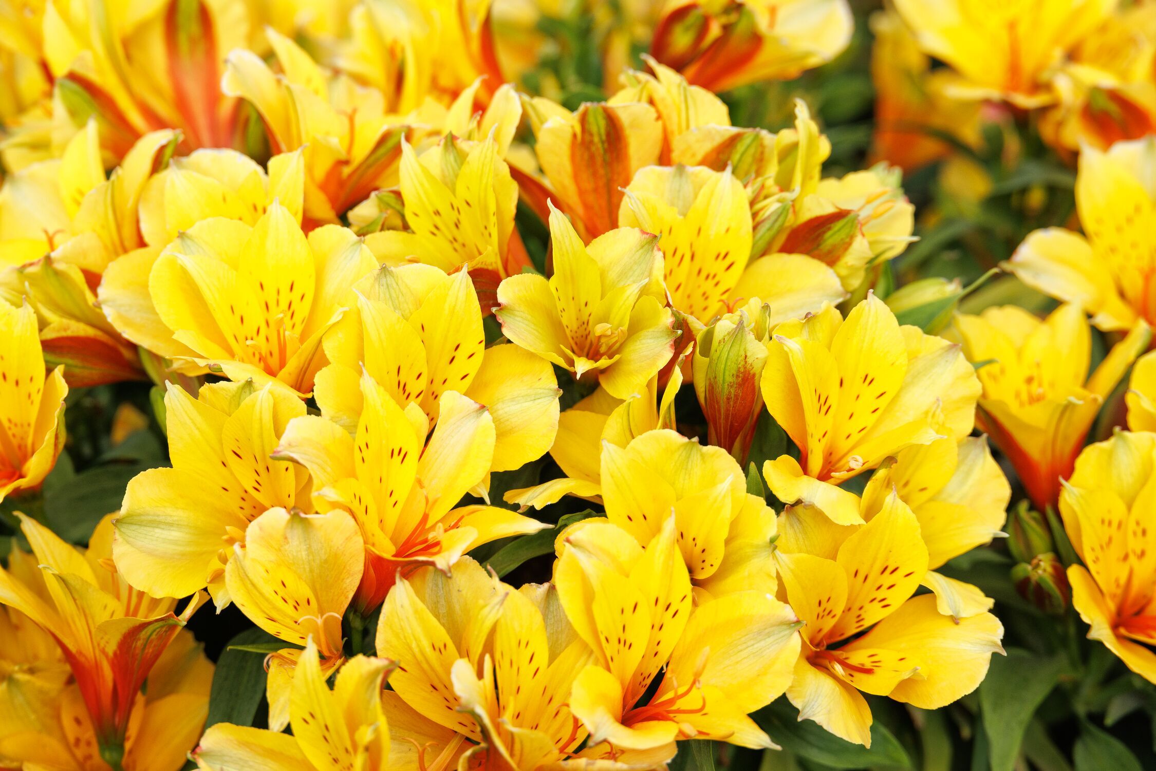 Bee a Winner 2026 Retailer Registration