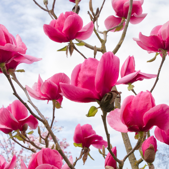 Arbor Day Ideas for your Garden Center