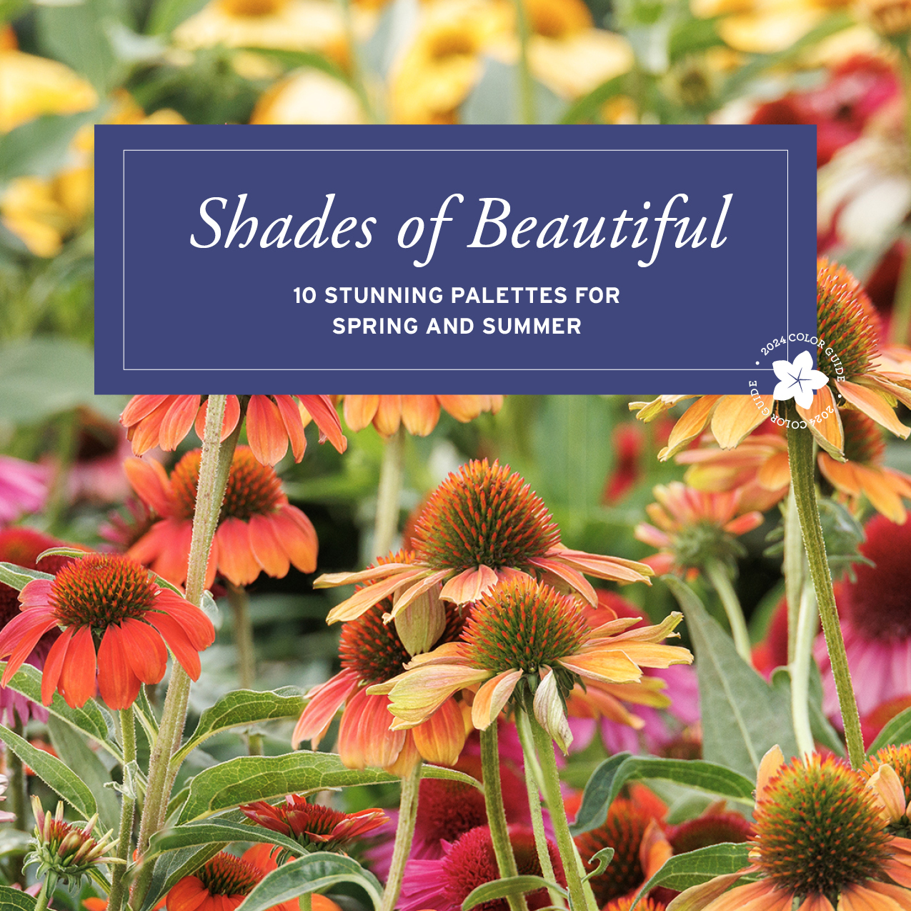 Shades of Beautiful Guide